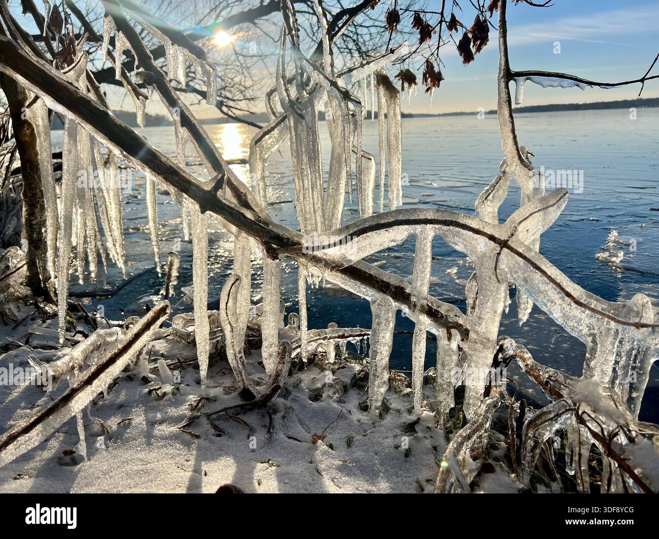 11 January 2026, Berlin: A thick layer of ice has formed on branches on ...