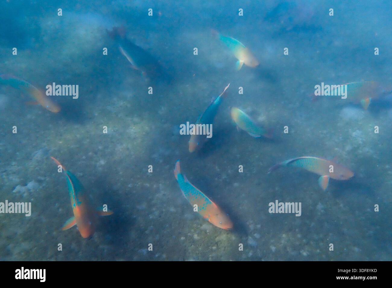 Rainbow parrotfish swim near the Phil Foster snorkel trail, Saturday ...