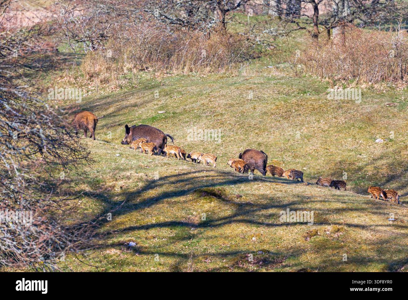 Wild boar boars hi-res stock photography and images - Alamy