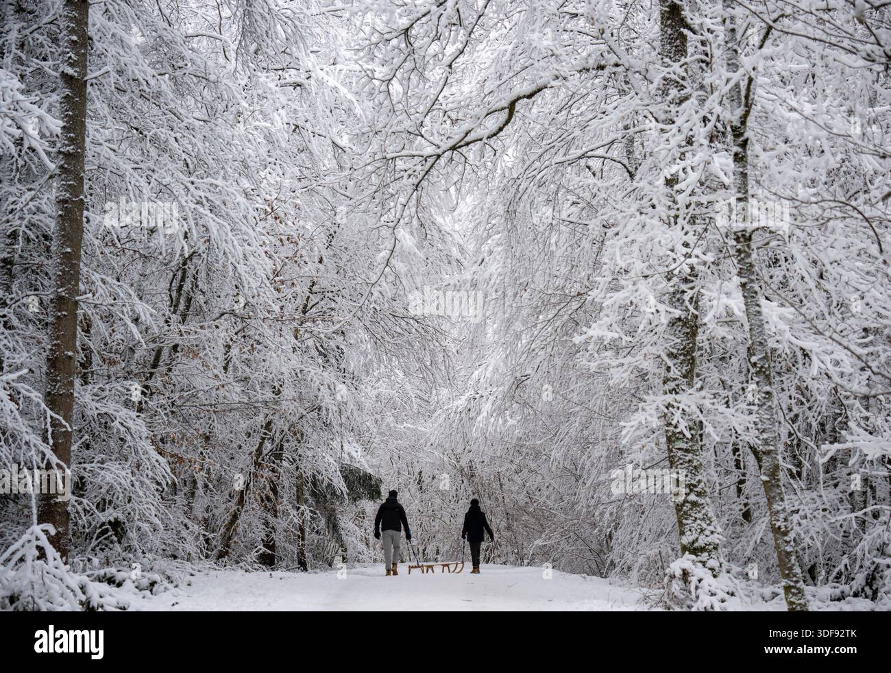 Two people pull sledges in the Wolfsschlucht gorge near Prüm, Germany ...