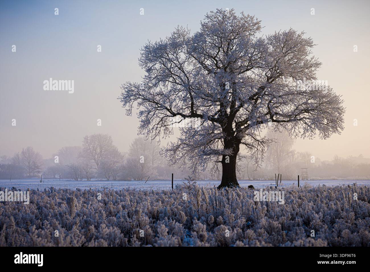 11 January 2025, Lower Saxony, Isernhagen: A tree stands in frosty ...