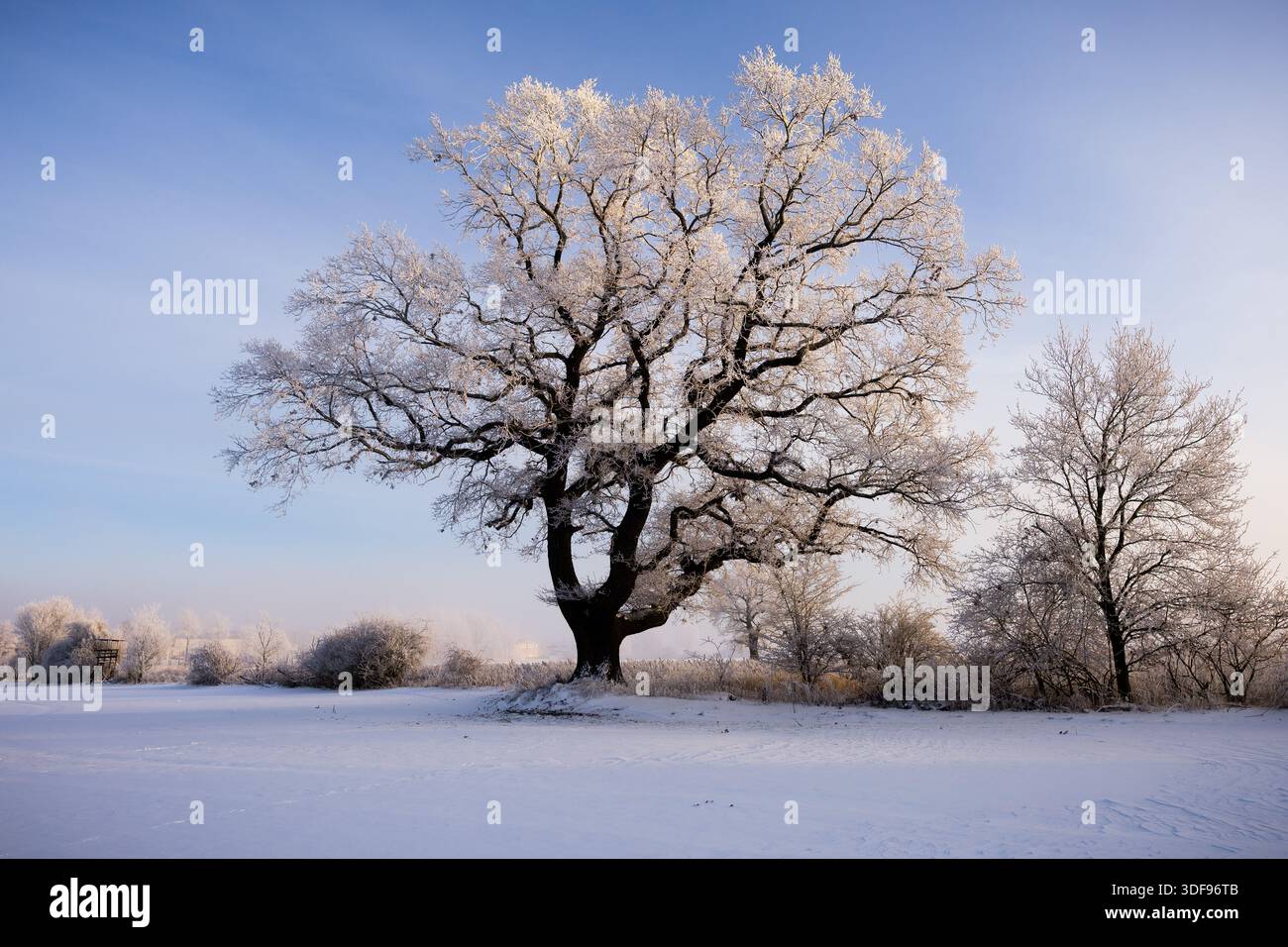 11 January 2026, Lower Saxony, Isernhagen: A tree stands in frosty ...