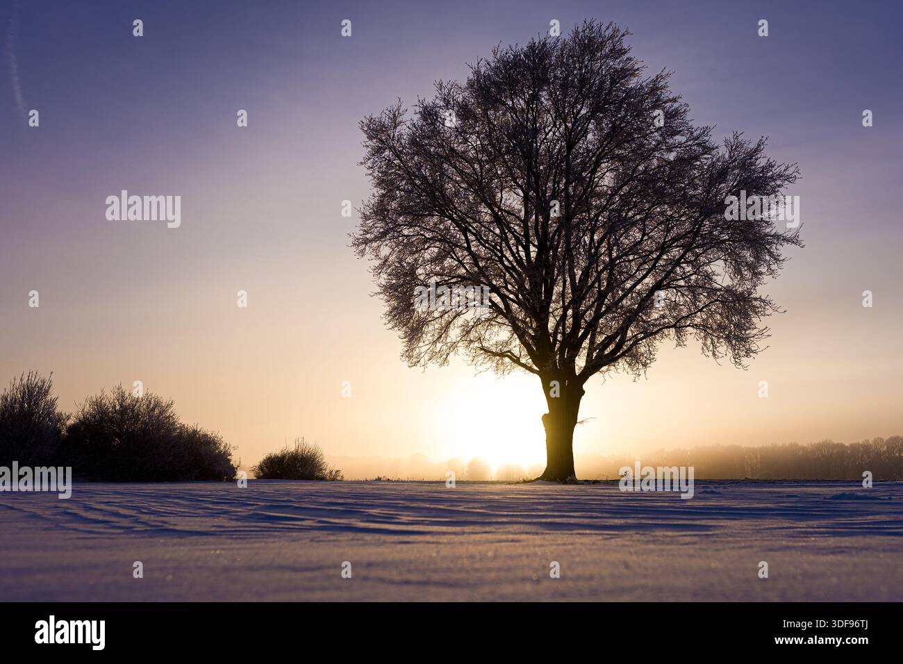 11 January 2026, Lower Saxony, Isernhagen: The sun sets behind a tree ...