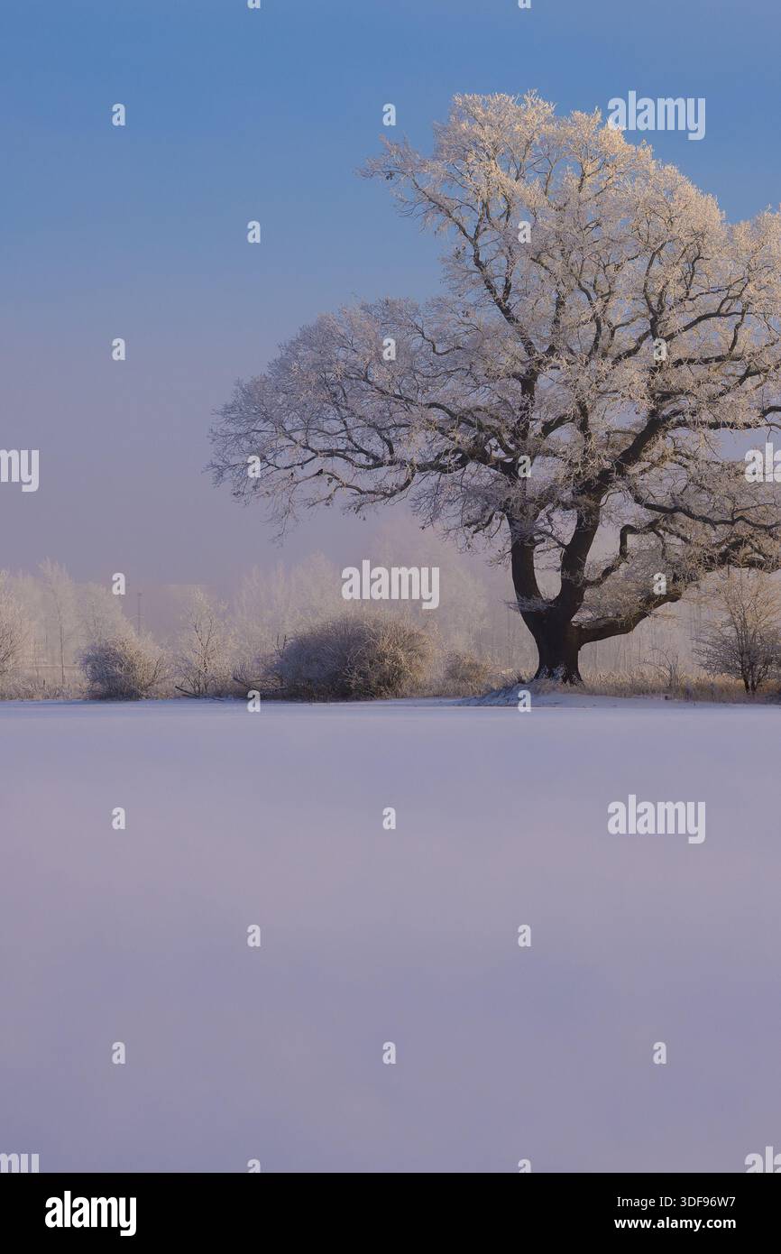 11 January 2025, Lower Saxony, Isernhagen: A tree stands in frosty ...