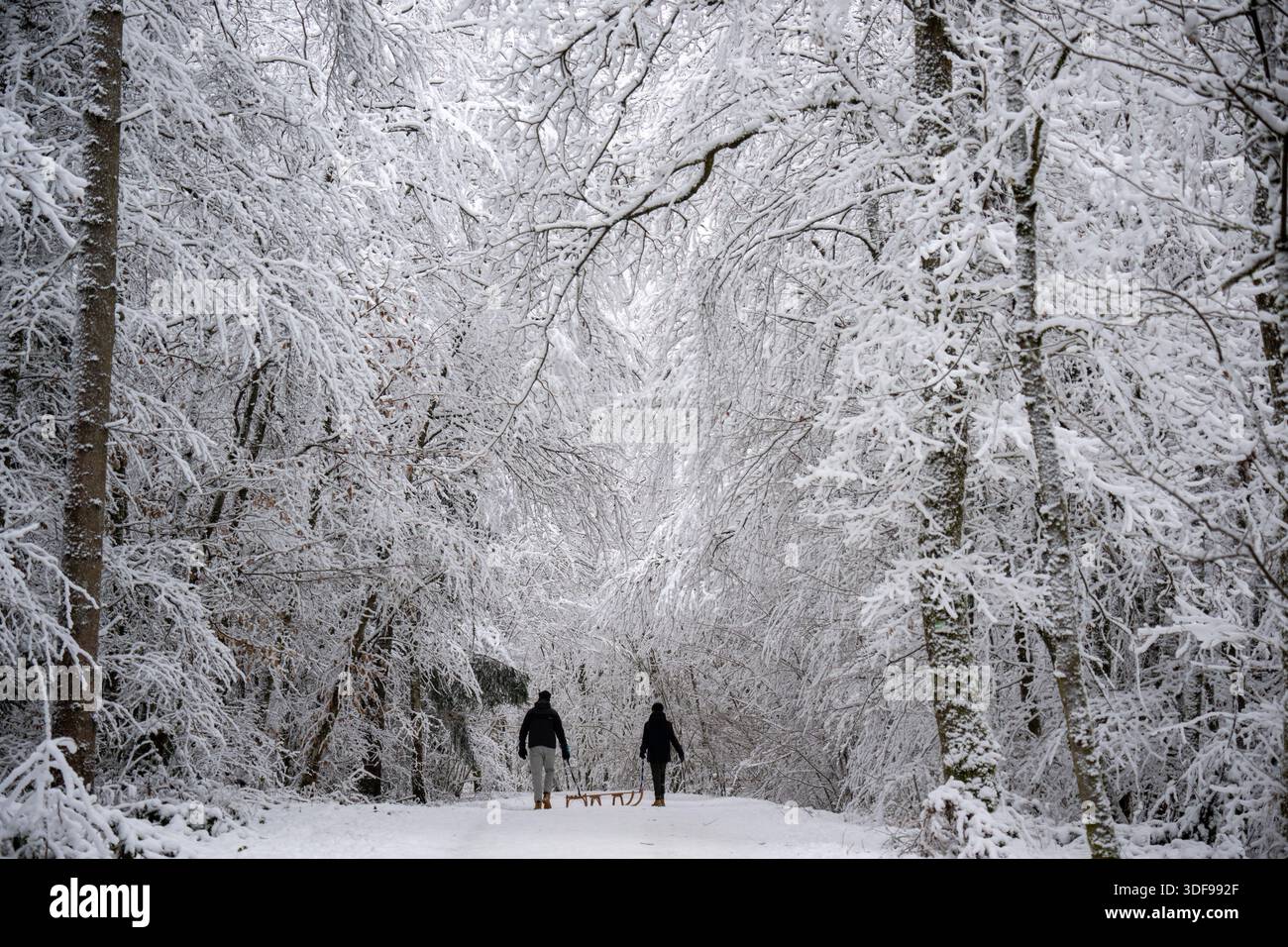 11 January 2026, Rhineland-Palatinate, Prüm: Two people pull sledges in ...