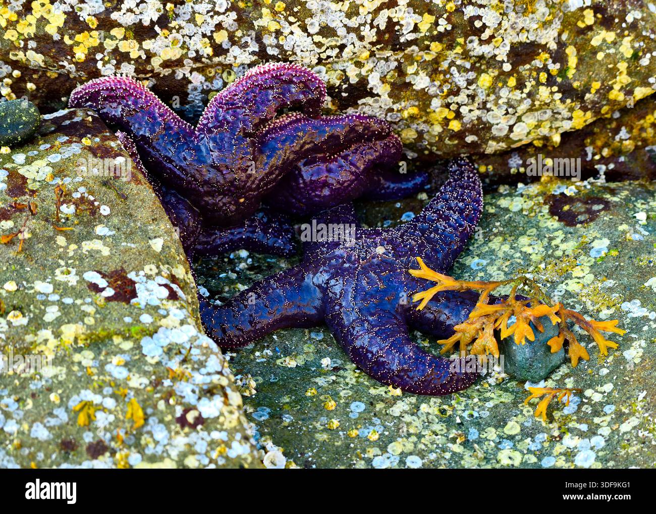 Keystone species starfish hi-res stock photography and images - Alamy