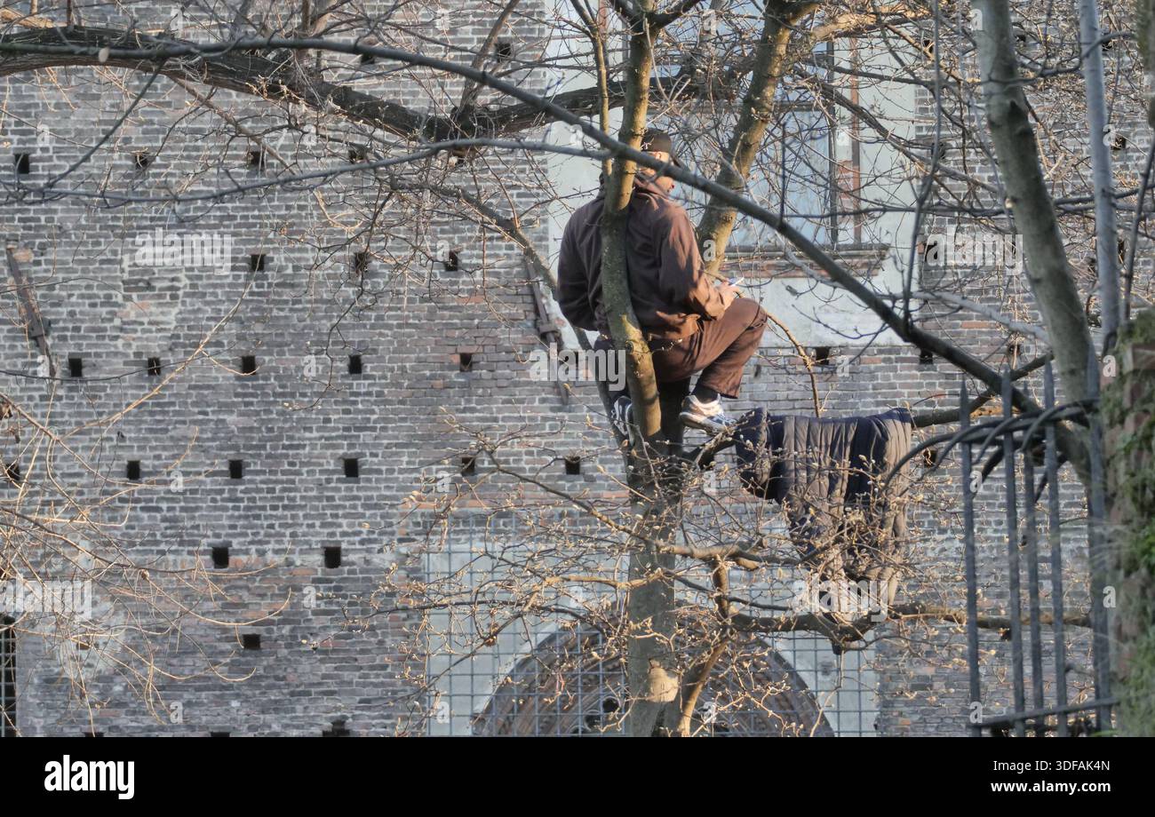 Funny scene of a man enjoying the beautiful sunny day lying on a tree ...