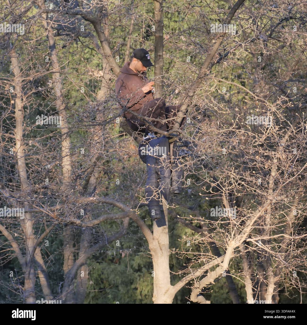 Funny scene of a man enjoying the beautiful sunny day lying on a tree ...