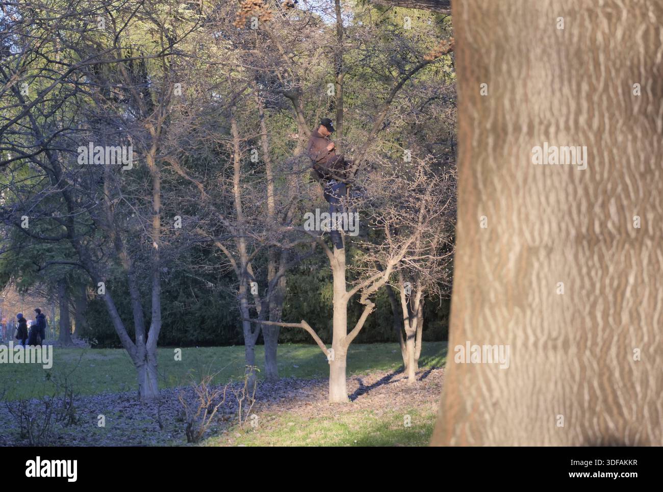 Funny scene of a man enjoying the beautiful sunny day lying on a tree ...
