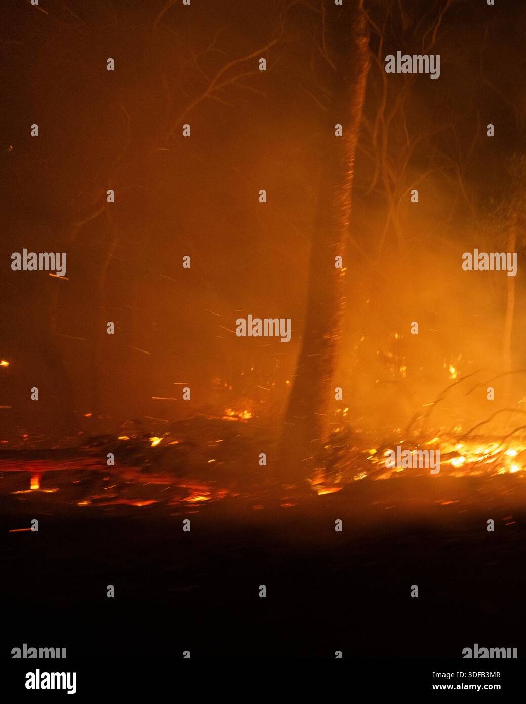 Active fire behaviour at the Mount Alexander bushfire as flames burn ...