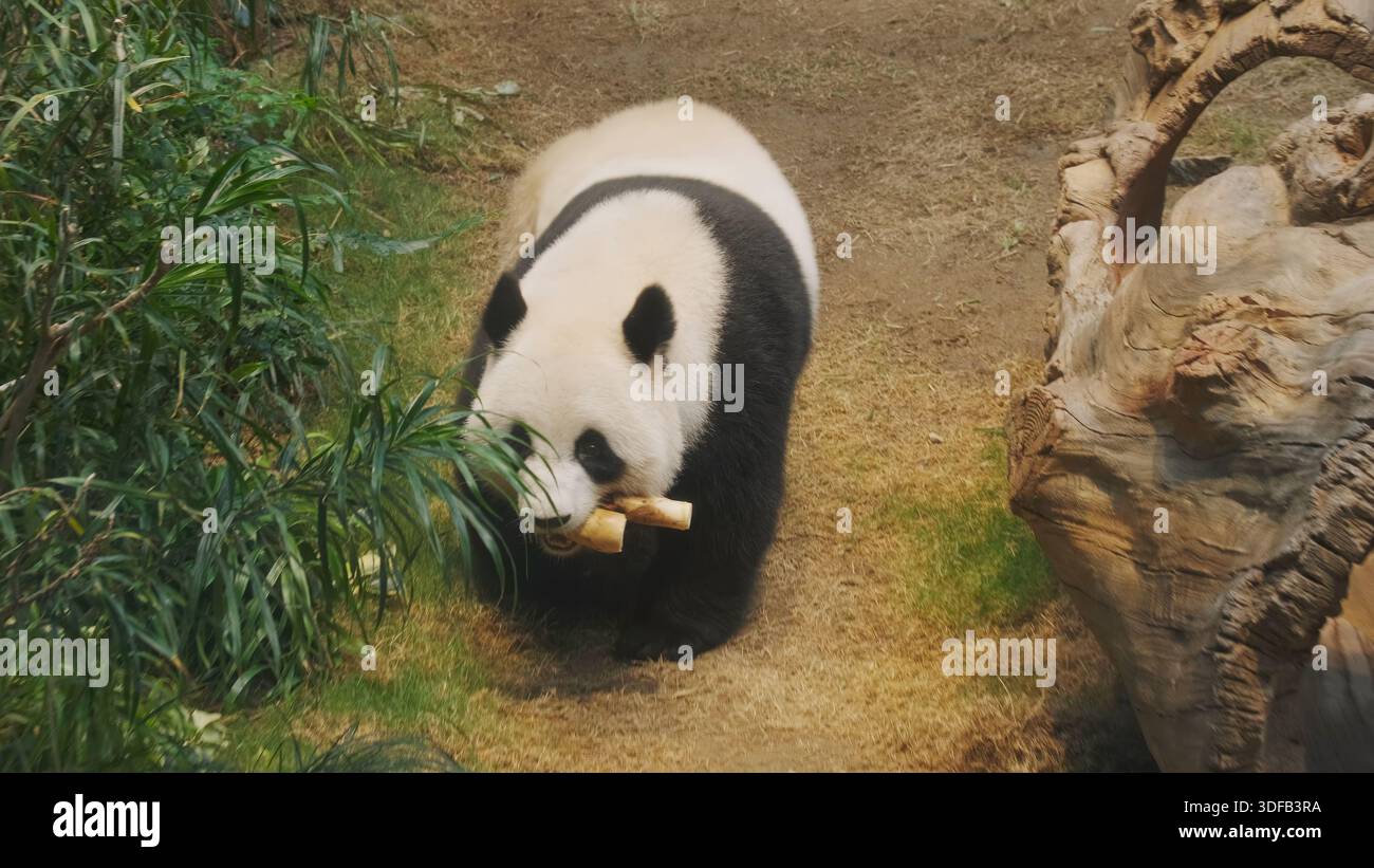 Cute portrait panda bear hi-res stock photography and images - Alamy