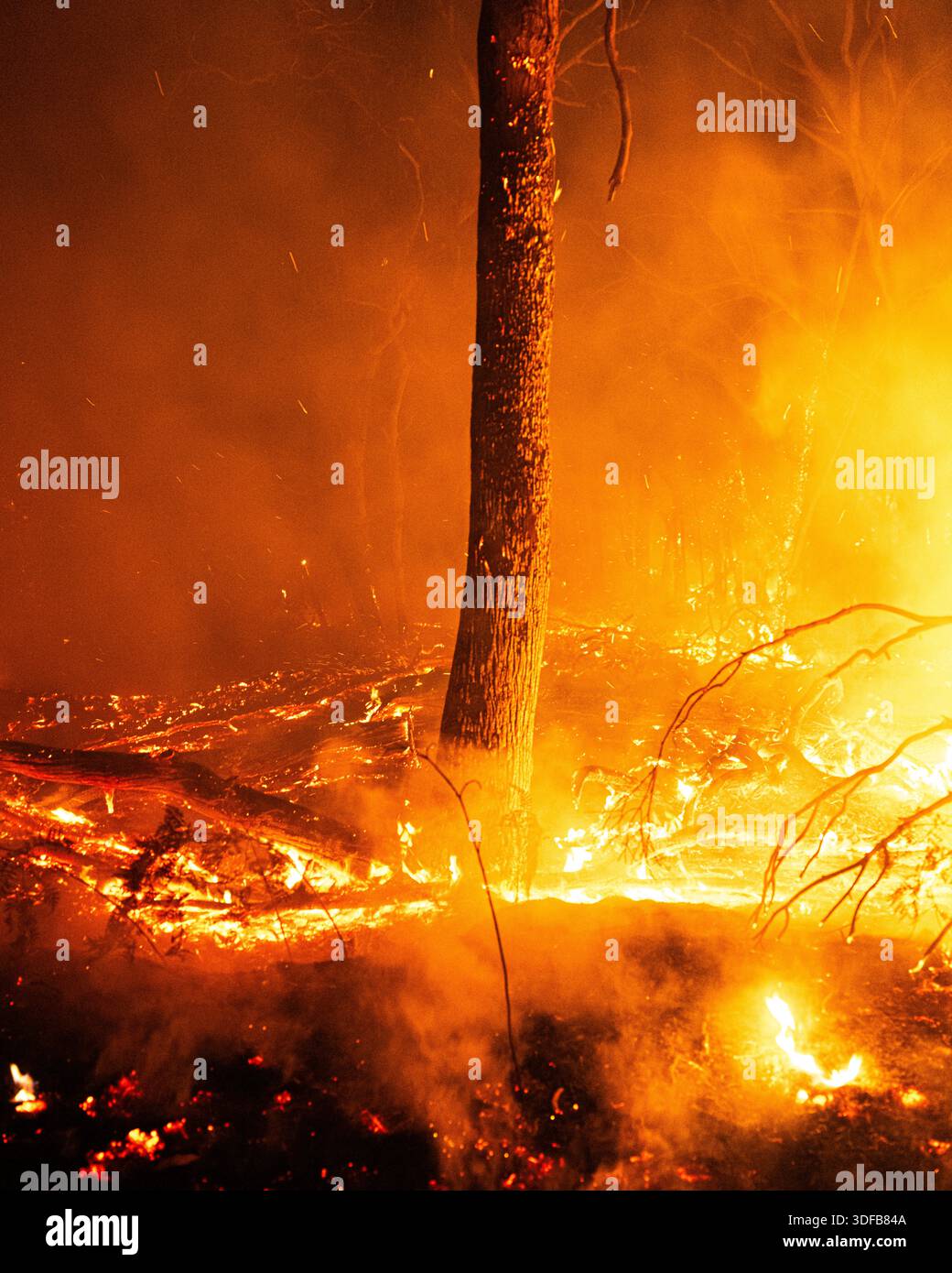 Active fire behaviour at the Mount Alexander bushfire as flames burn ...