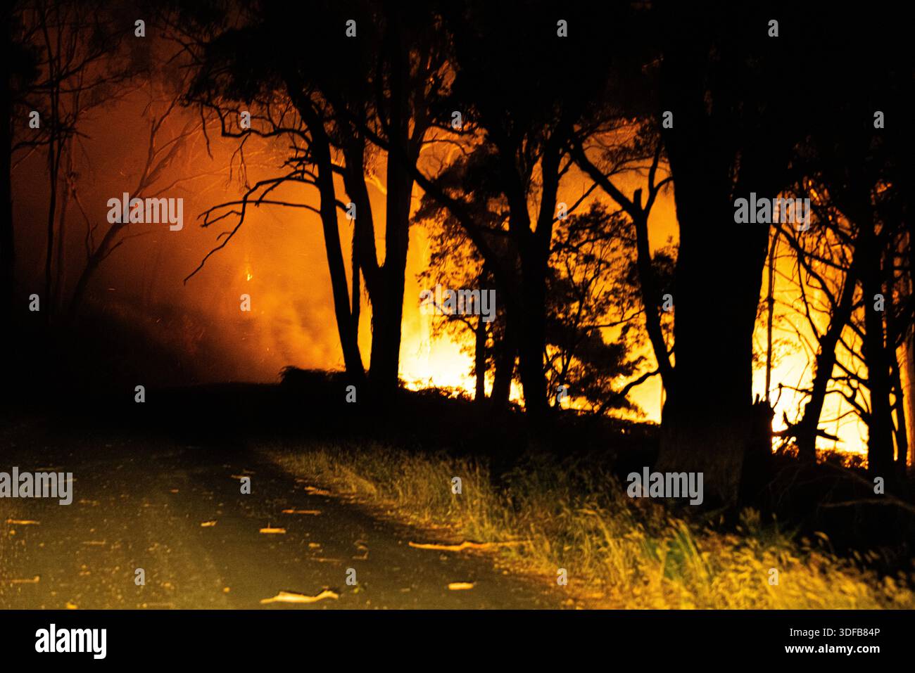 Victoria, Australia. 12 Jan, 2026. Active fire behaviour at the Mount ...
