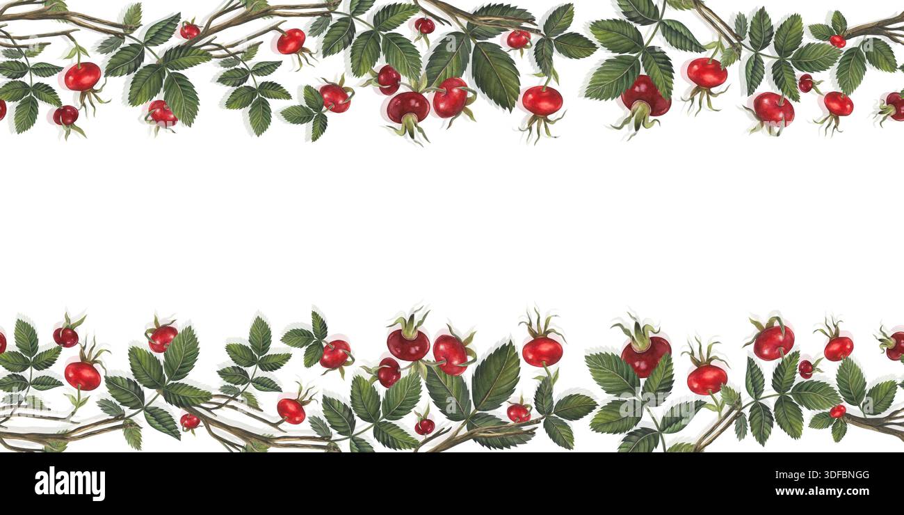 Horizontal frame of rose hips berries and leaves. Illustration ...