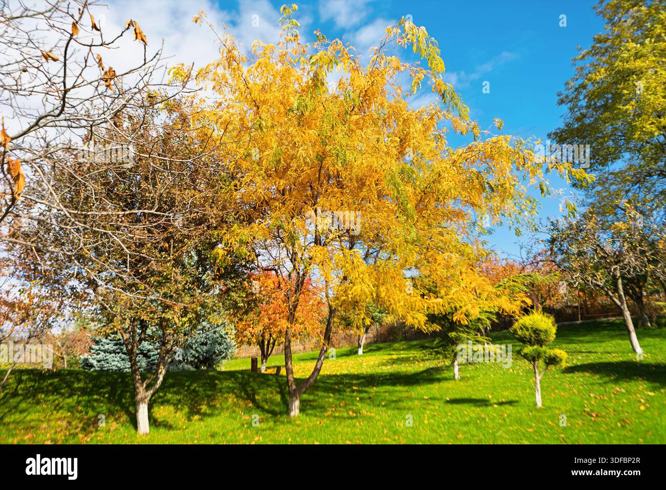 Golden autumn trees glow under crisp blue sky, their vibrant foliage ...
