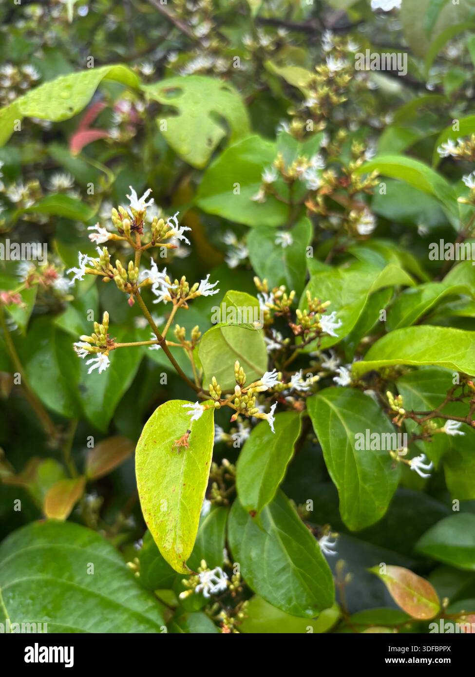 Ichnocarpus frutescens hi-res stock photography and images - Alamy