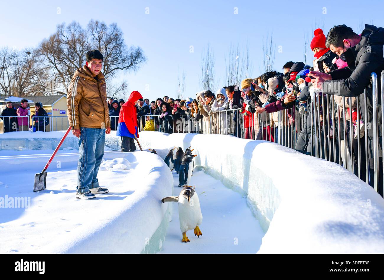 HOHHOT, CHINA - JANUARY 11, 2026 - Tourists interact with penguins in ...