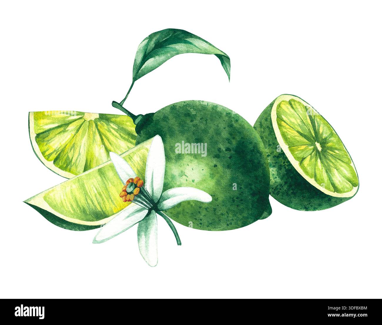 Citrus hand drawn hi-res stock photography and images - Alamy