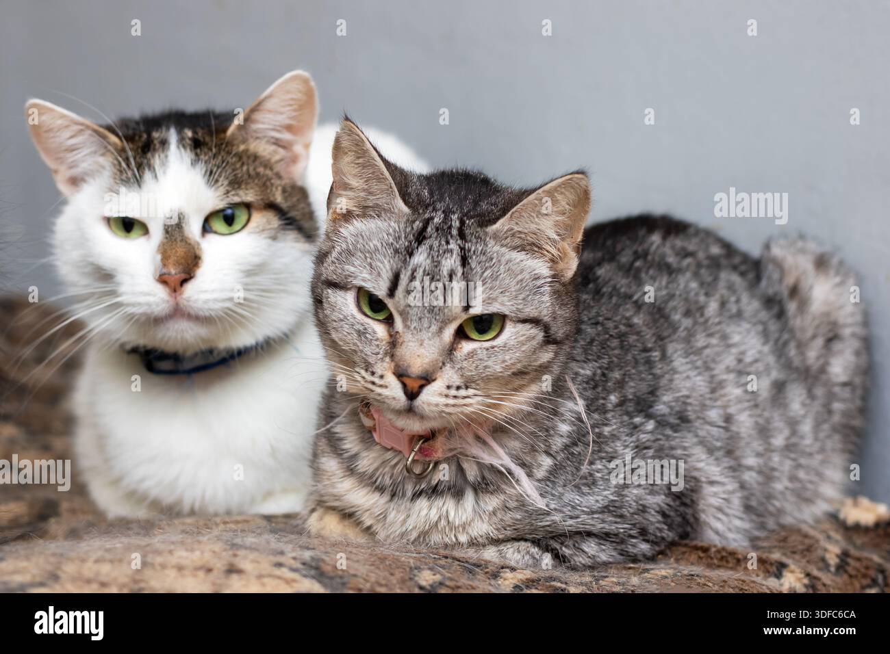 Two cats snuggling on blanket, closeup portrait of gray tabby and white ...