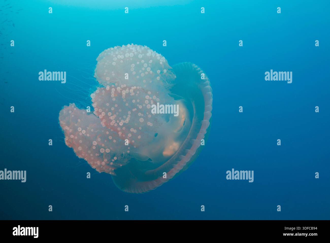 The jellyfish, Crambione mastigophora, commonly known as the sea tomato ...