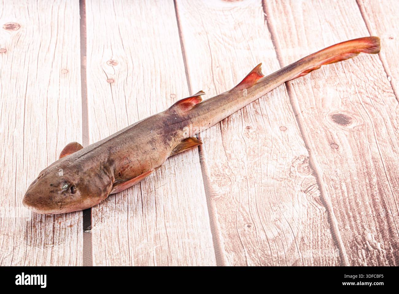 Raw fresh indian catshark for cooking Stock Photo - Alamy