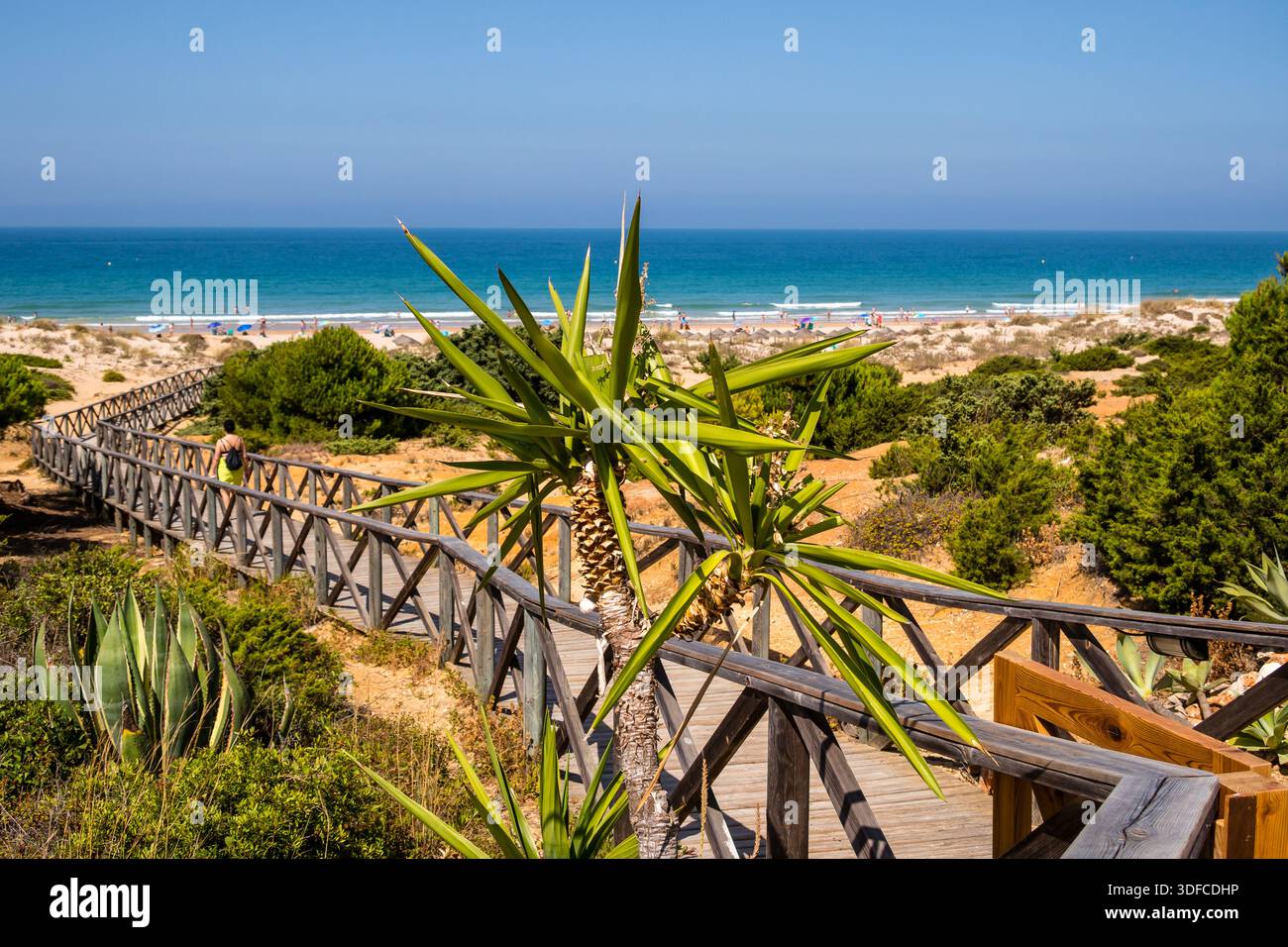 sand dunes that give access to La Barrosa beach in Sancti Petri, Cadiz ...