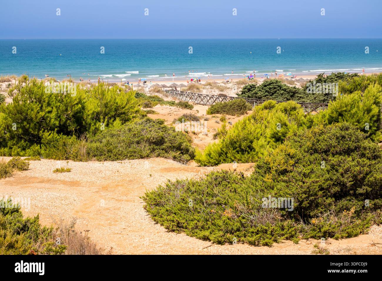 sand dunes that give access to La Barrosa beach in Sancti Petri, Cadiz ...