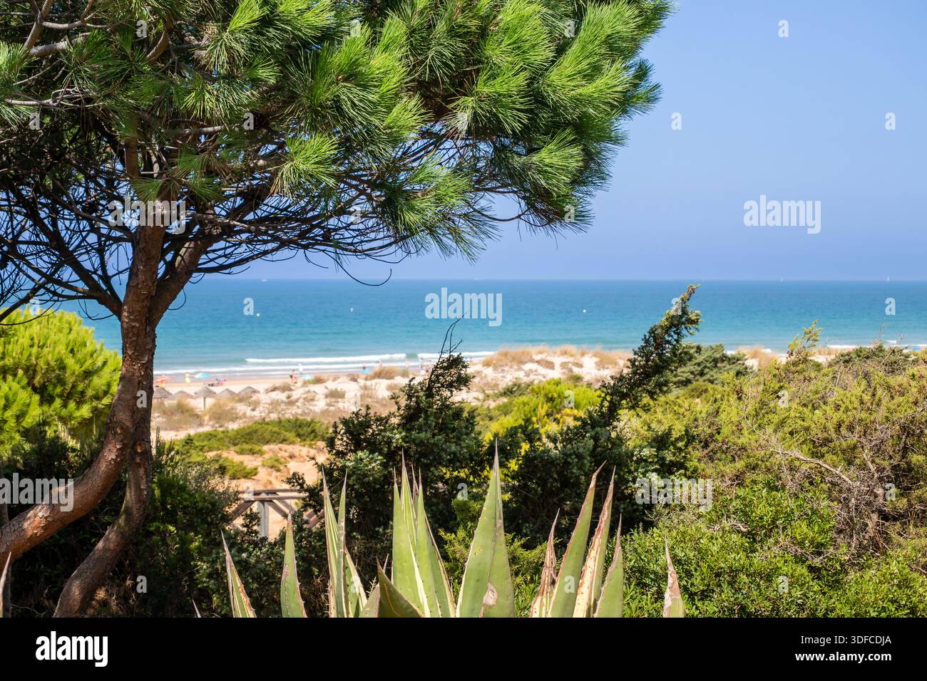 sand dunes that give access to La Barrosa beach in Sancti Petri, Cadiz ...