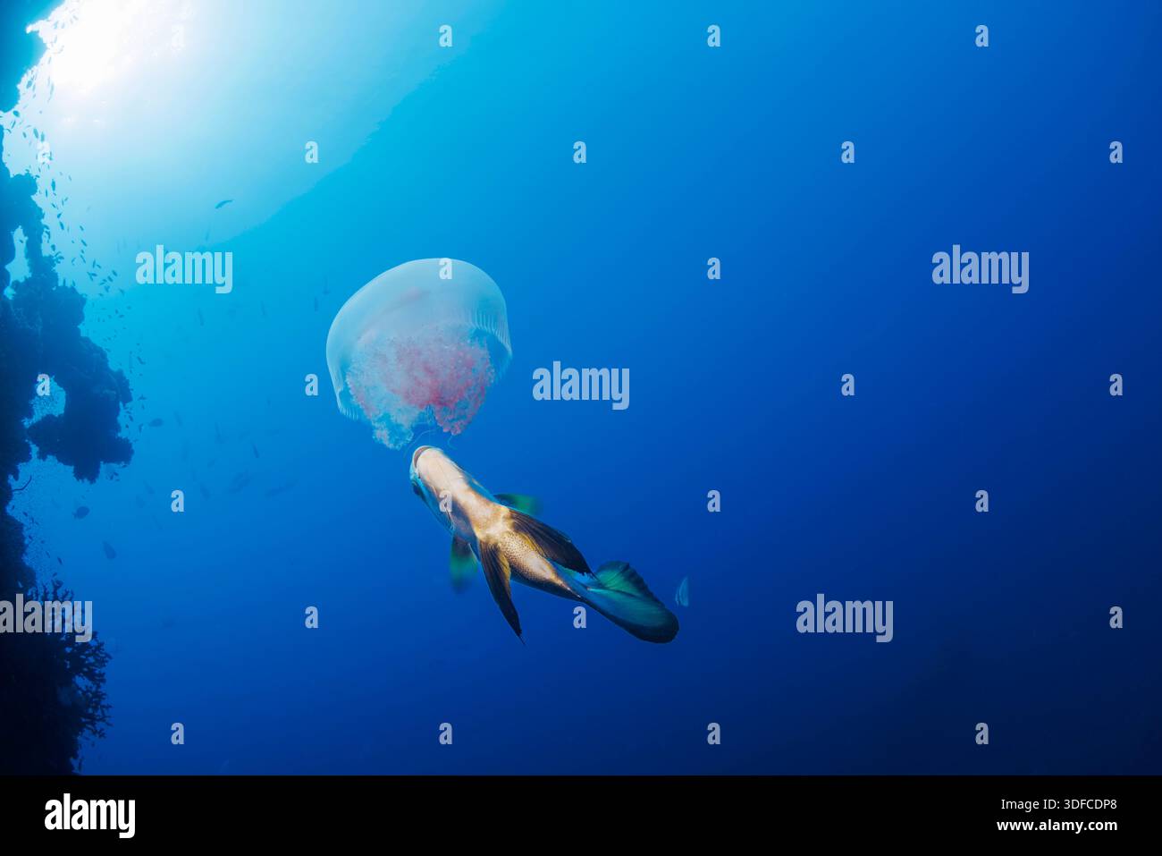 A circular batfish, Platax orbicularis, takes a bite from a jellyfish ...