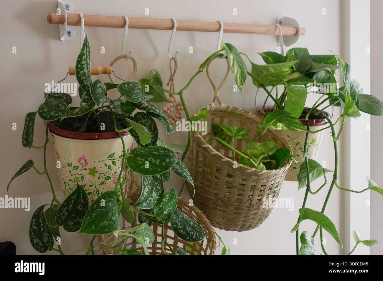 Plants in hanging pots grow on wall rack indoors Stock Photo - Alamy