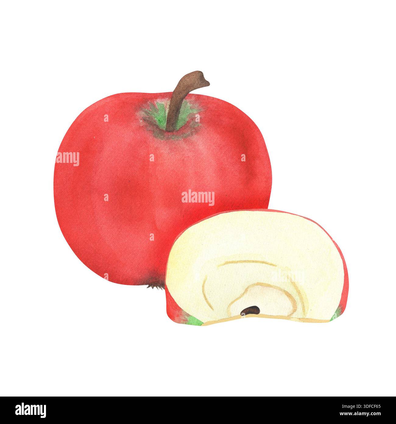Illustration of an apple and a slice, hand-drawn watercolor fruit. Ripe ...
