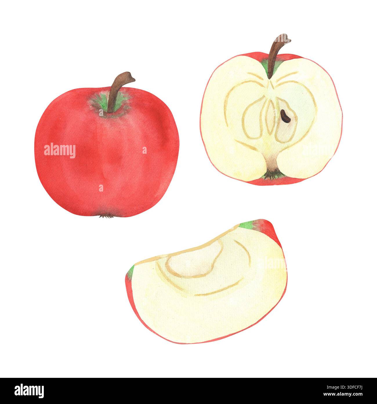 Illustration of an apple, slice and half, hand-drawn watercolor fruit ...