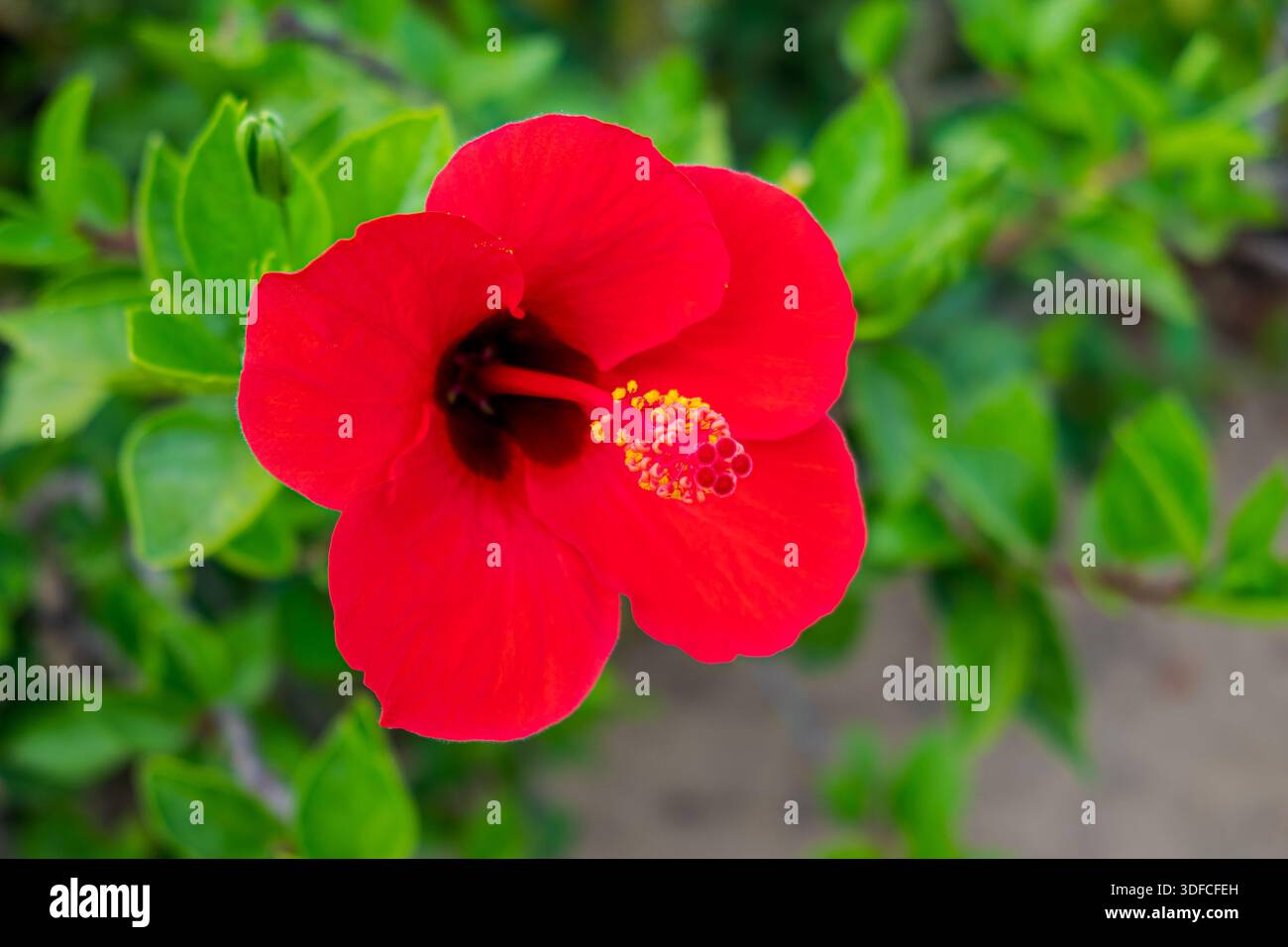 Hibiscus flower in a garden in Cadiz, Spain Stock Photo - Alamy