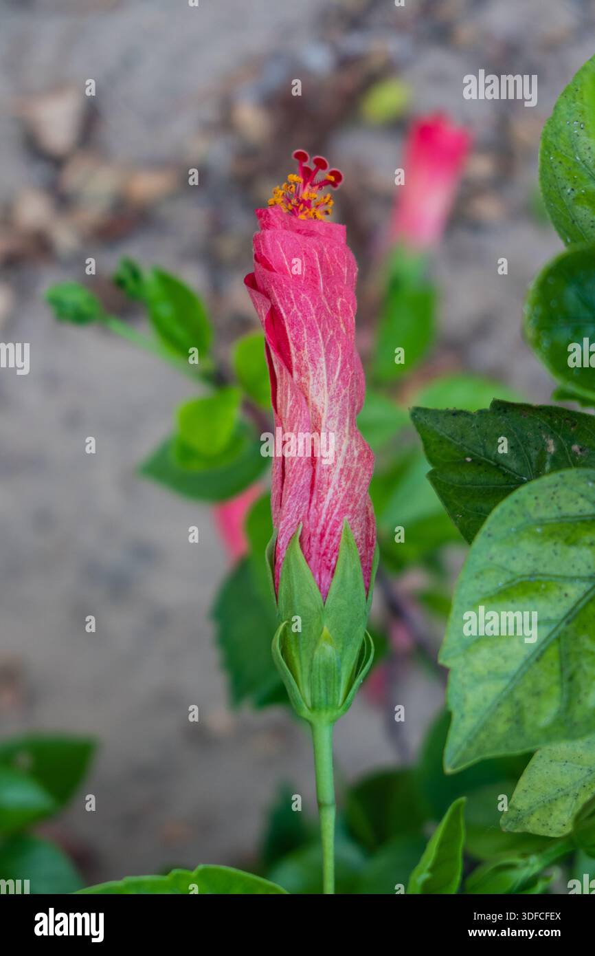 Hibiscus flower in a garden in Cadiz, Spain Stock Photo - Alamy