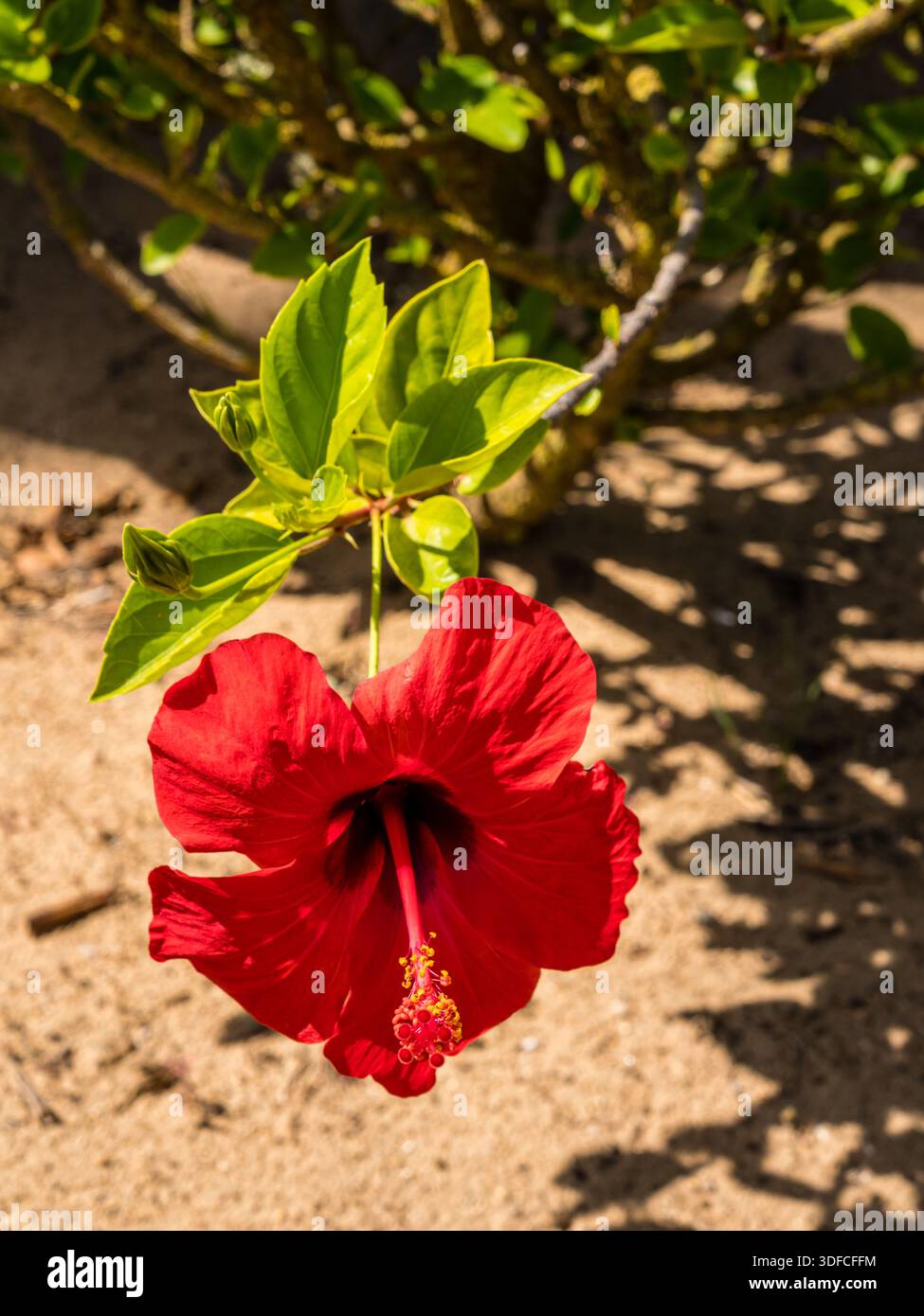 Hibiscus flower in a garden in Cadiz, Spain Stock Photo - Alamy