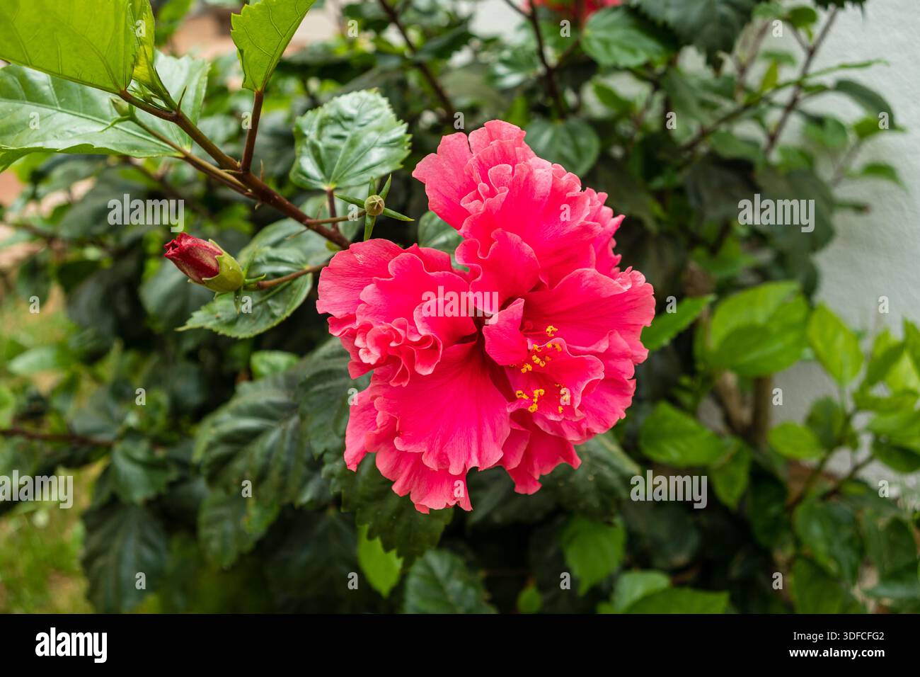 Hibiscus flower in a garden in Cadiz, Spain Stock Photo - Alamy