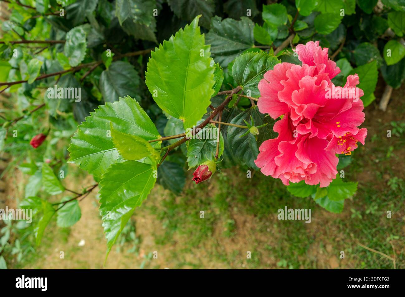 Hibiscus flower in a garden in Cadiz, Spain Stock Photo - Alamy