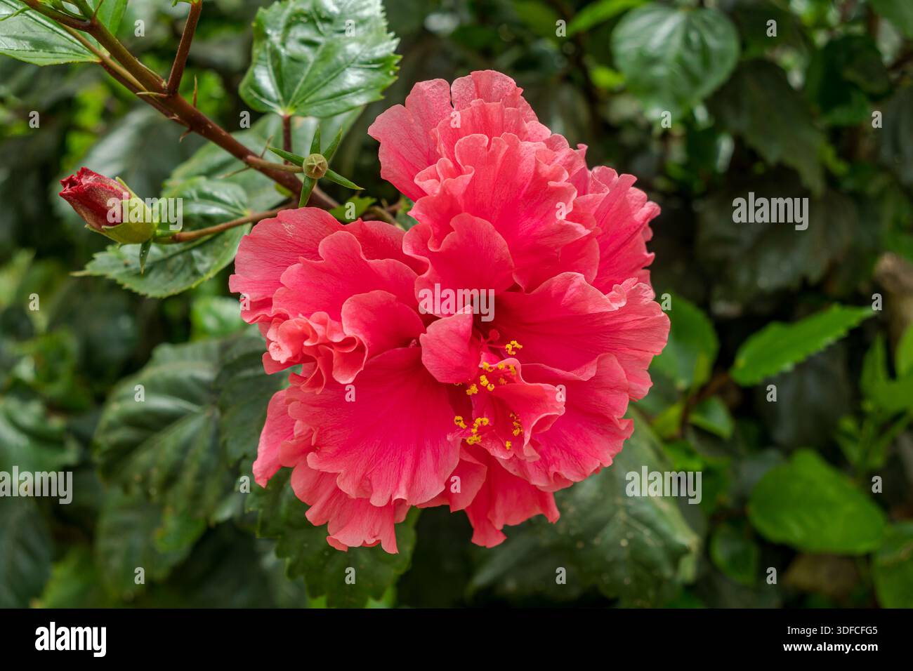 Hibiscus flower in a garden in Cadiz, Spain Stock Photo - Alamy