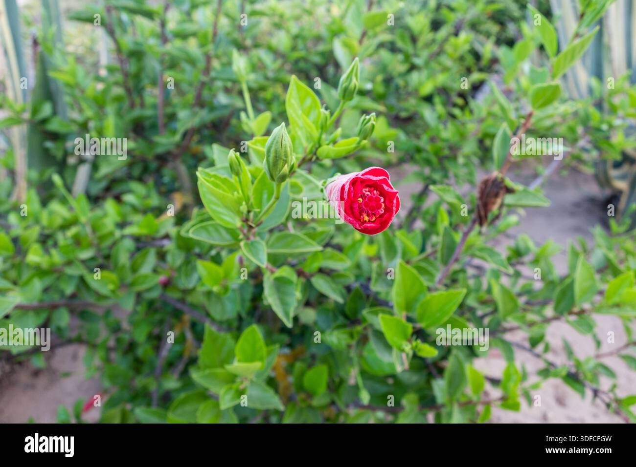Hibiscus flower in a garden in Cadiz, Spain Stock Photo - Alamy