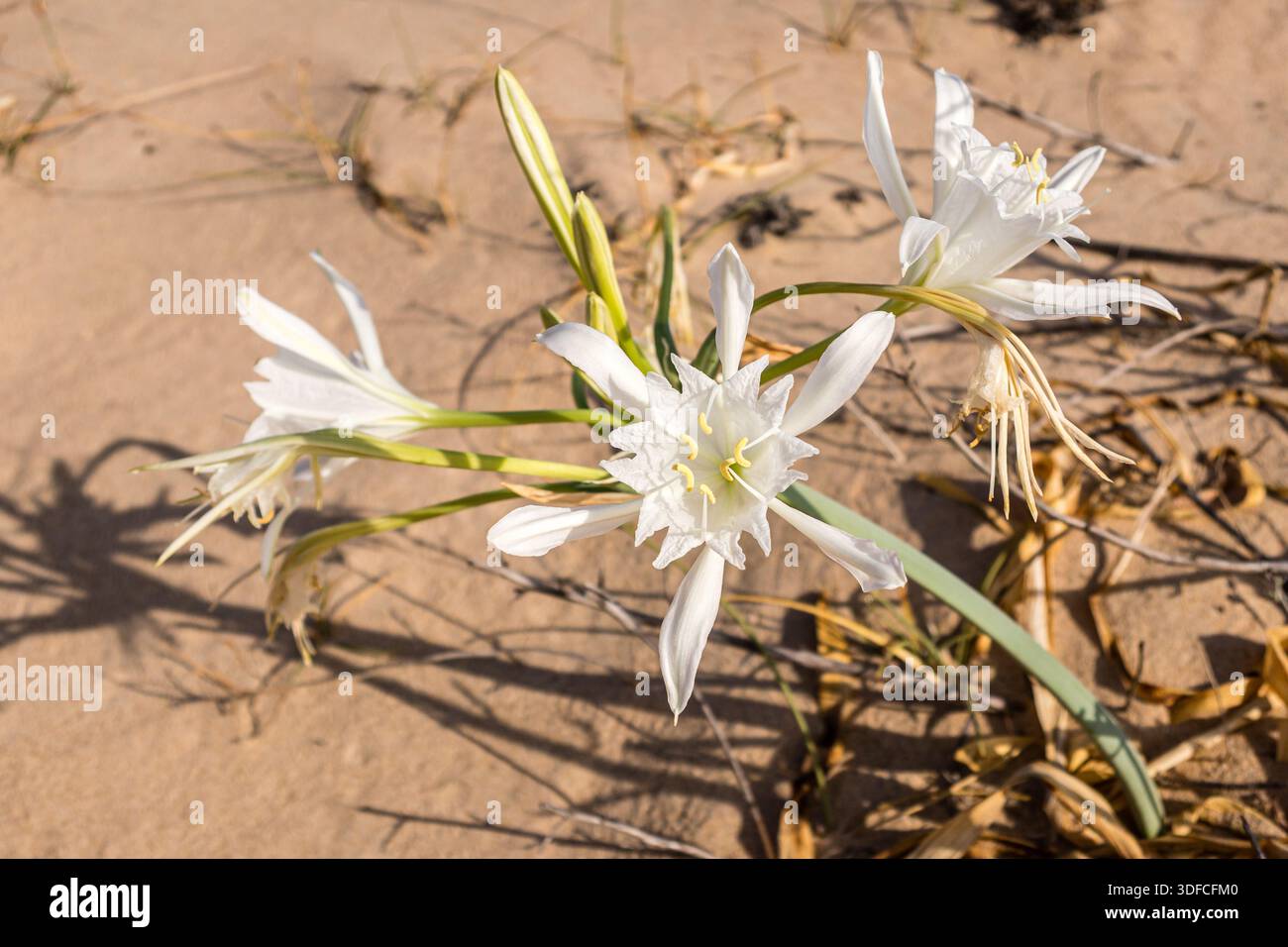 Sand lily or Sea daffodil closeup view. Pancratium maritimum, wild ...