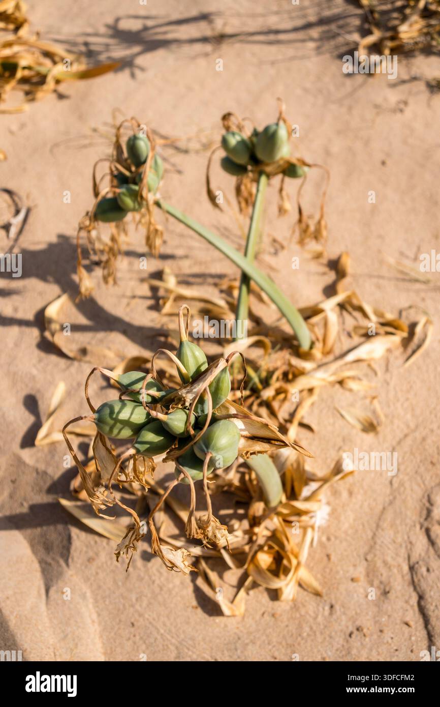 Sand lily or Sea daffodil closeup view. Pancratium maritimum, wild ...