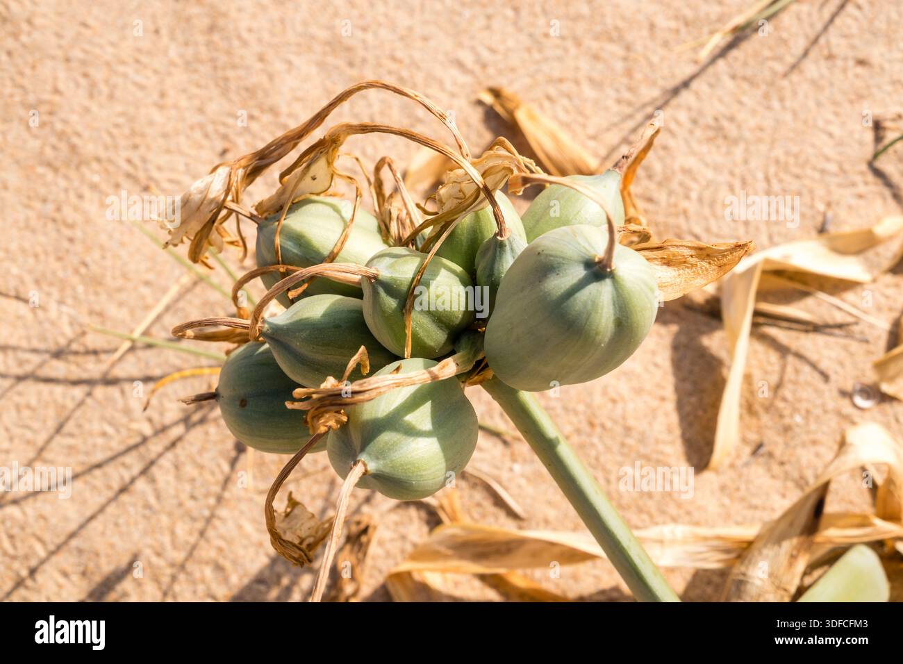 Sand lily or Sea daffodil closeup view. Pancratium maritimum, wild ...