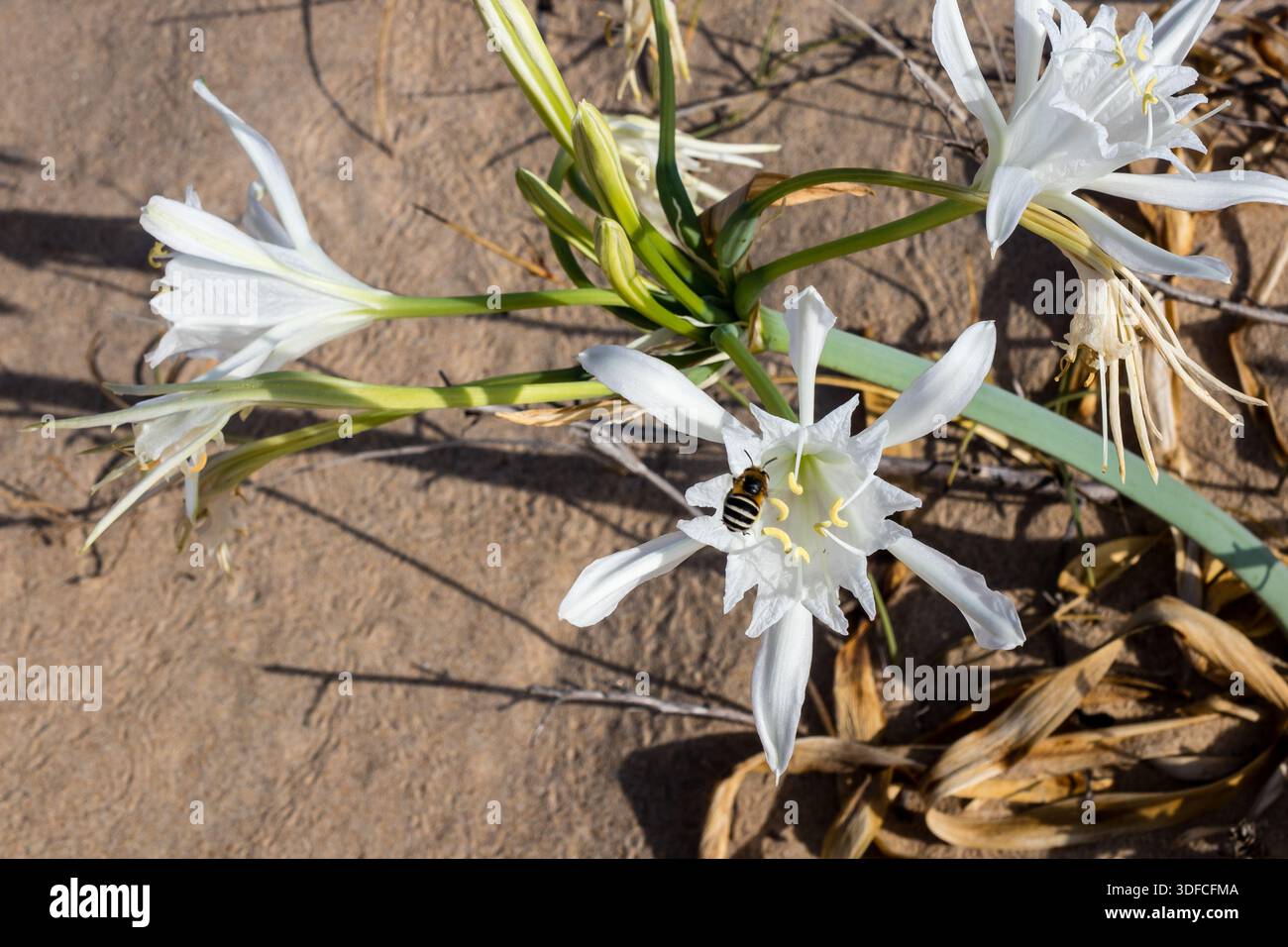 Sand lily or Sea daffodil closeup view. Pancratium maritimum, wild ...
