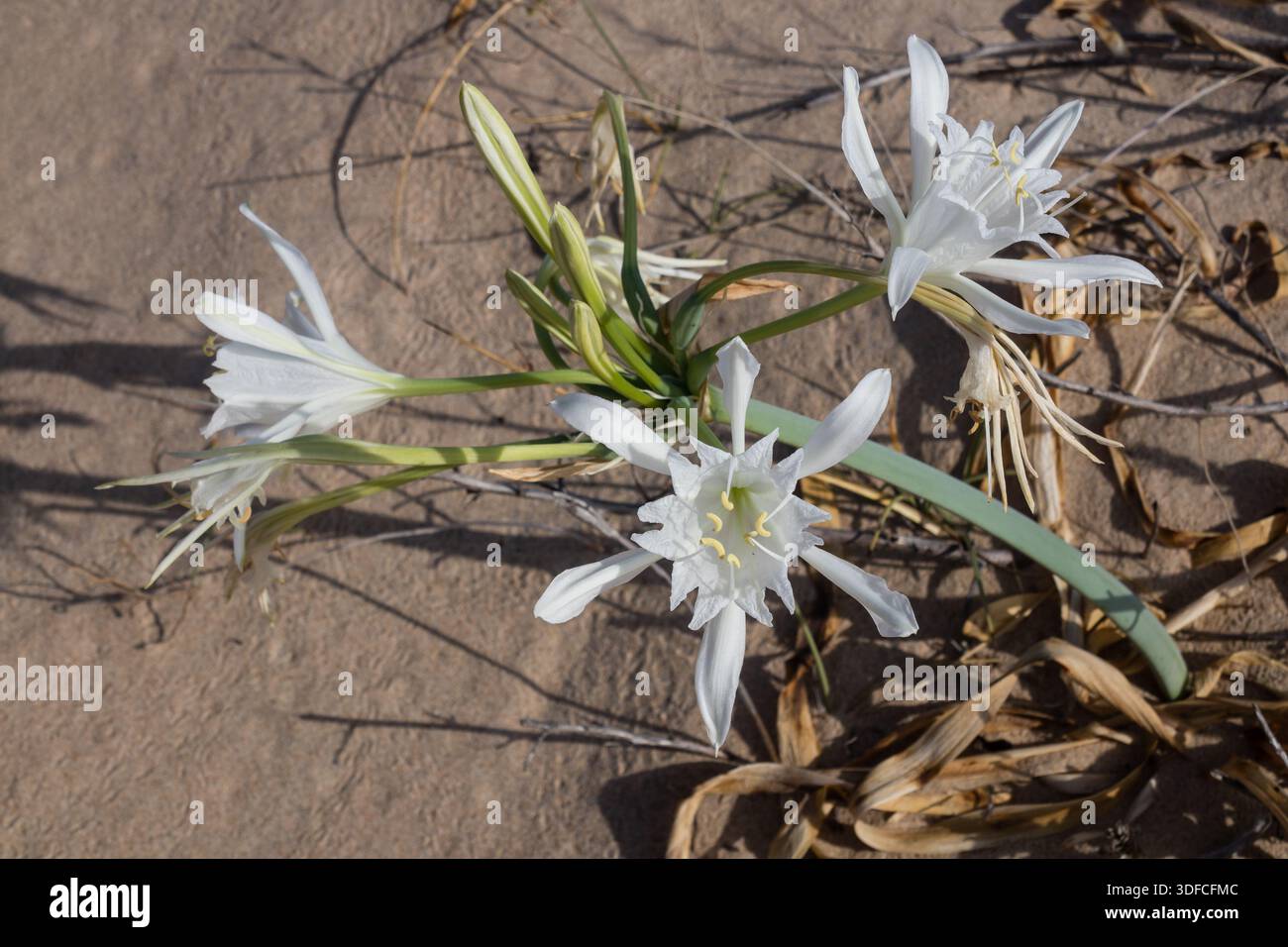 Sand lily or Sea daffodil closeup view. Pancratium maritimum, wild ...