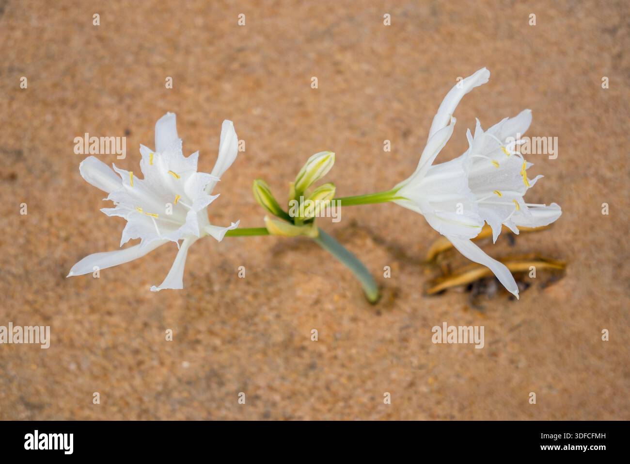 Sand lily or Sea daffodil closeup view. Pancratium maritimum, wild ...