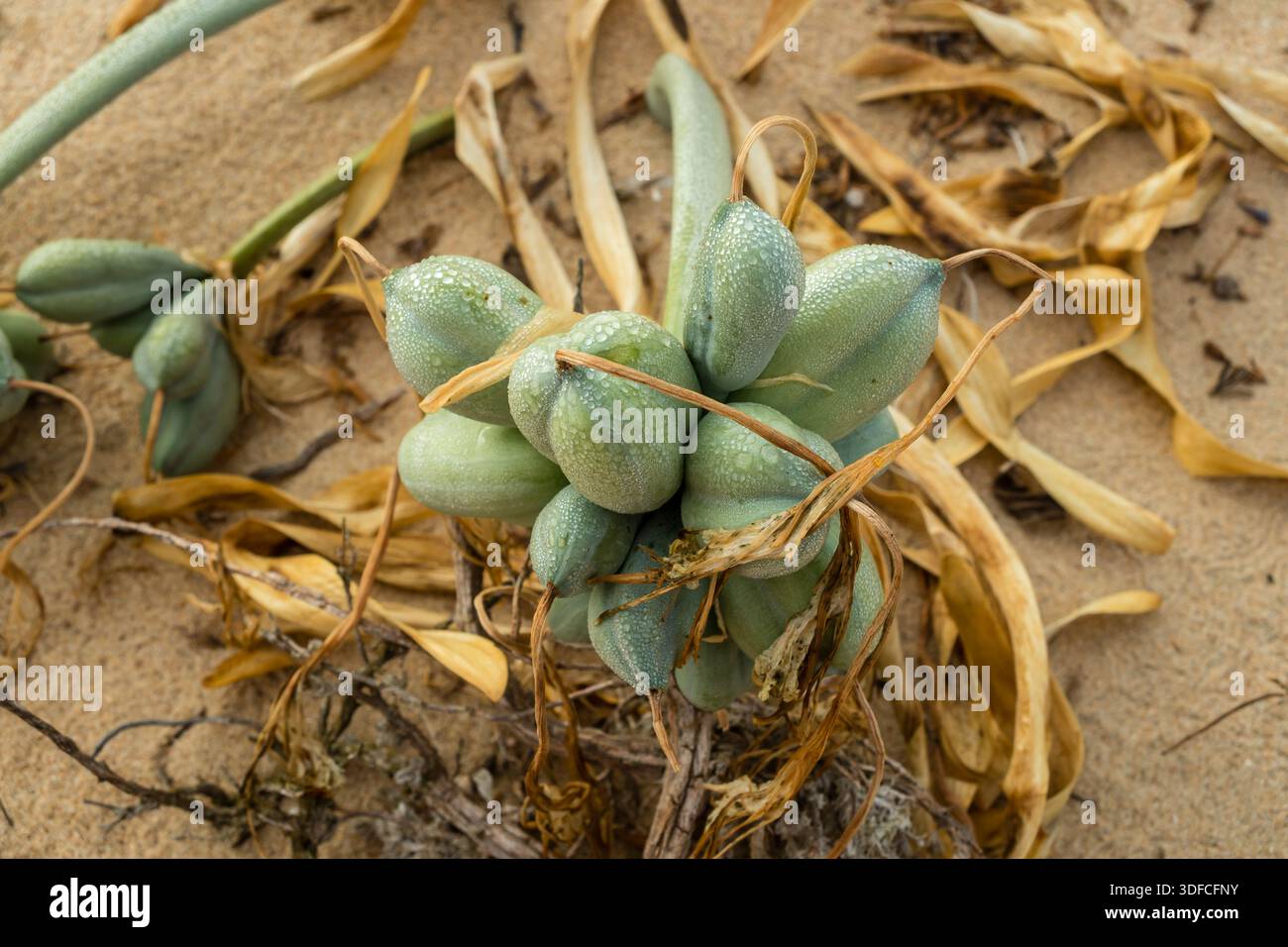 Sand lily or Sea daffodil closeup view. Pancratium maritimum, wild ...
