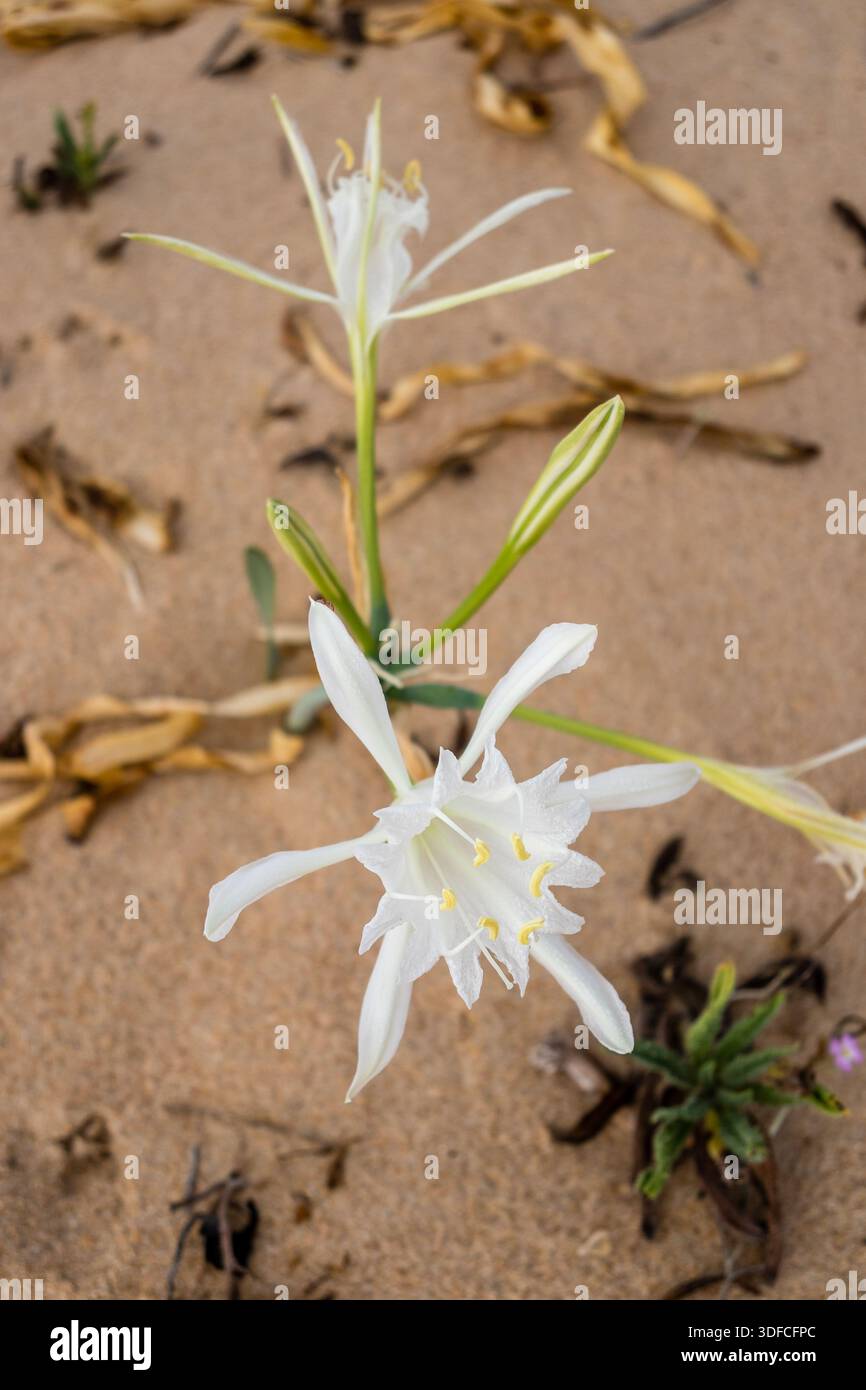 Sand lily or Sea daffodil closeup view. Pancratium maritimum, wild ...