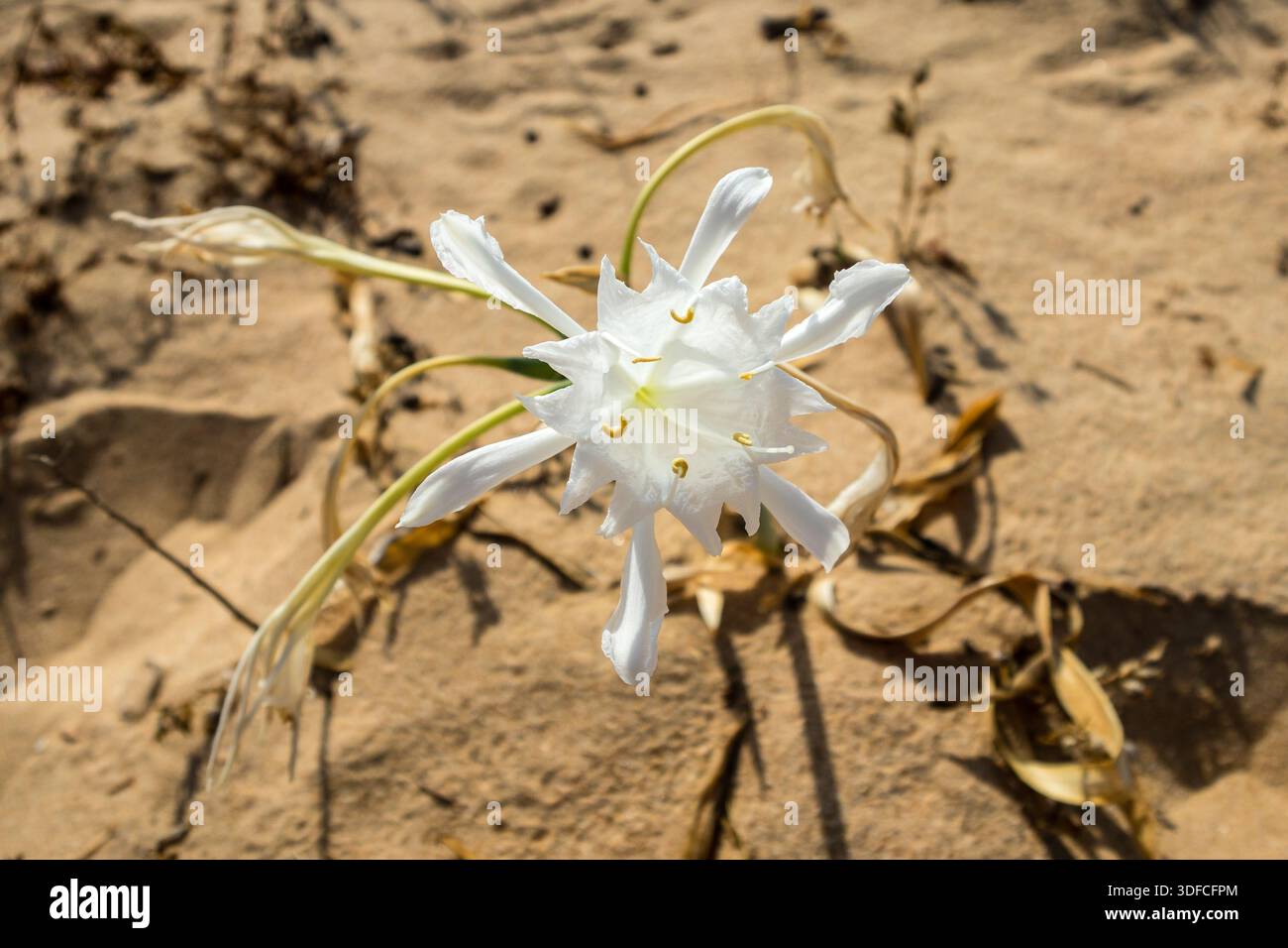 Sand lily or Sea daffodil closeup view. Pancratium maritimum, wild ...
