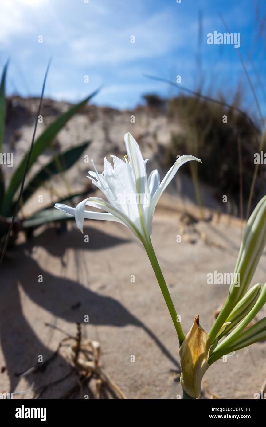 Sand lily or Sea daffodil closeup view. Pancratium maritimum, wild ...