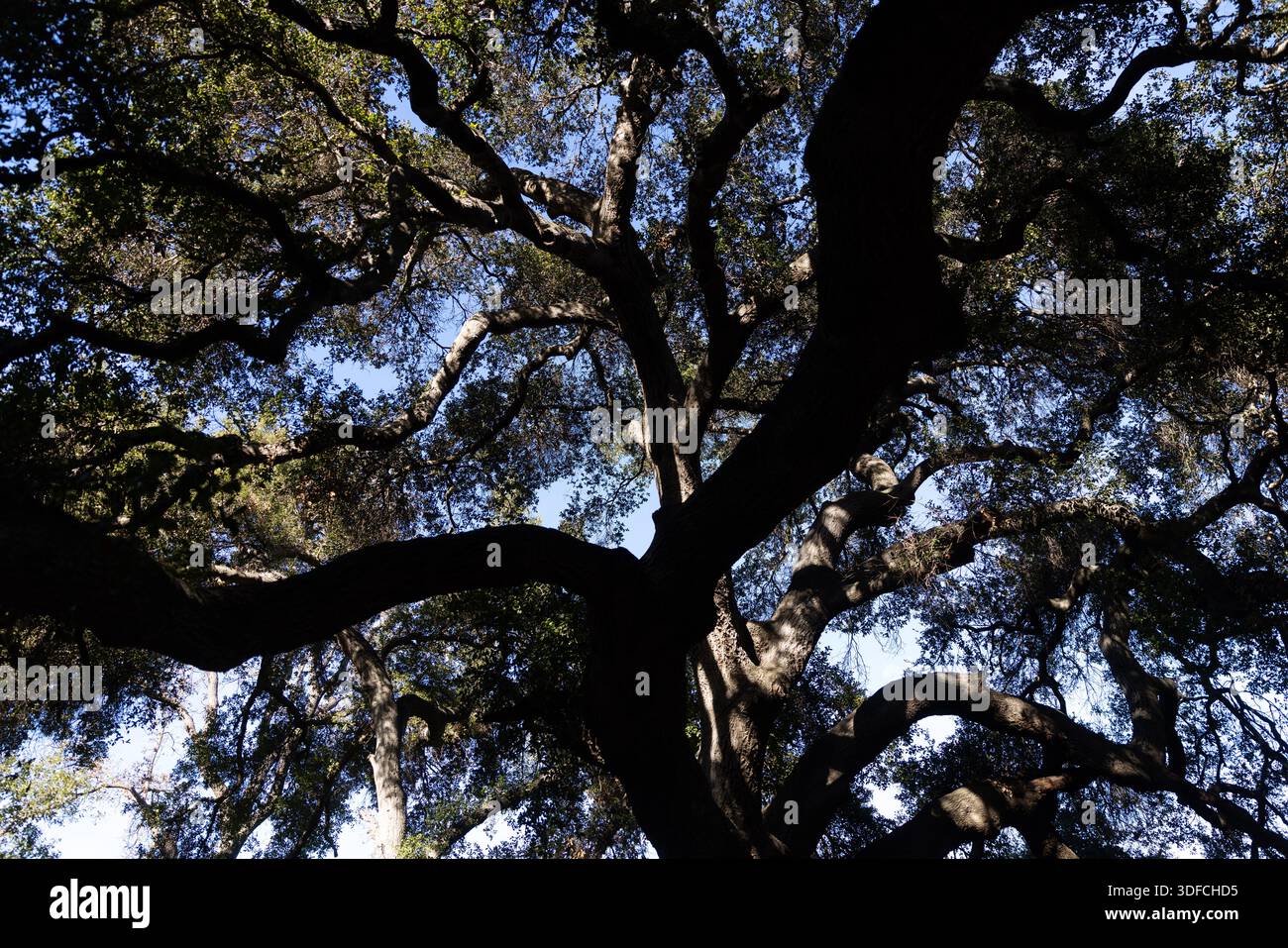 A coast live oak tree (Quercus agrifolia) forms a dense canopy overhead ...